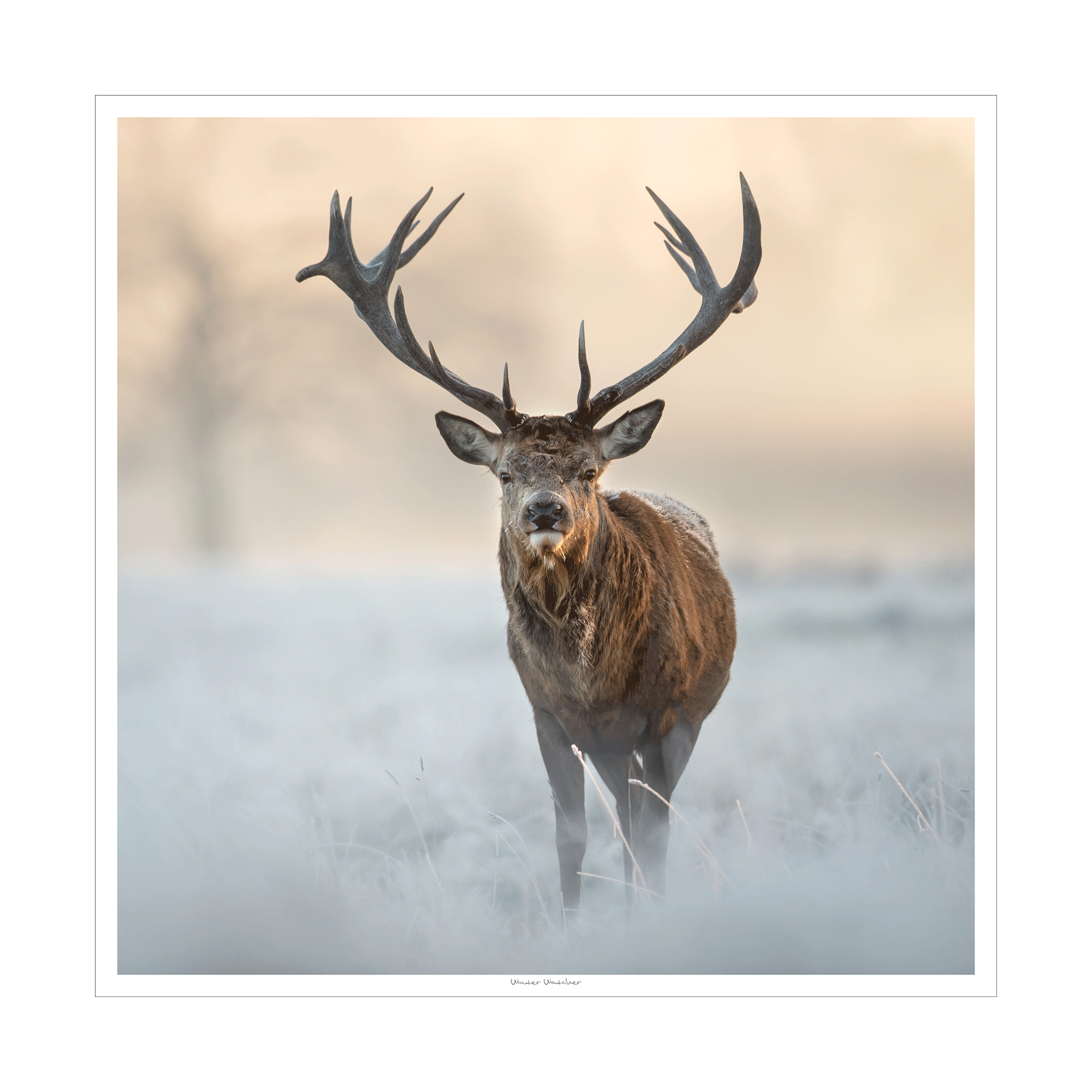 Winter Watcher – K Kircher Home